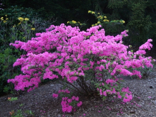 Anisti Ibuno Flowers : Azalea Tree