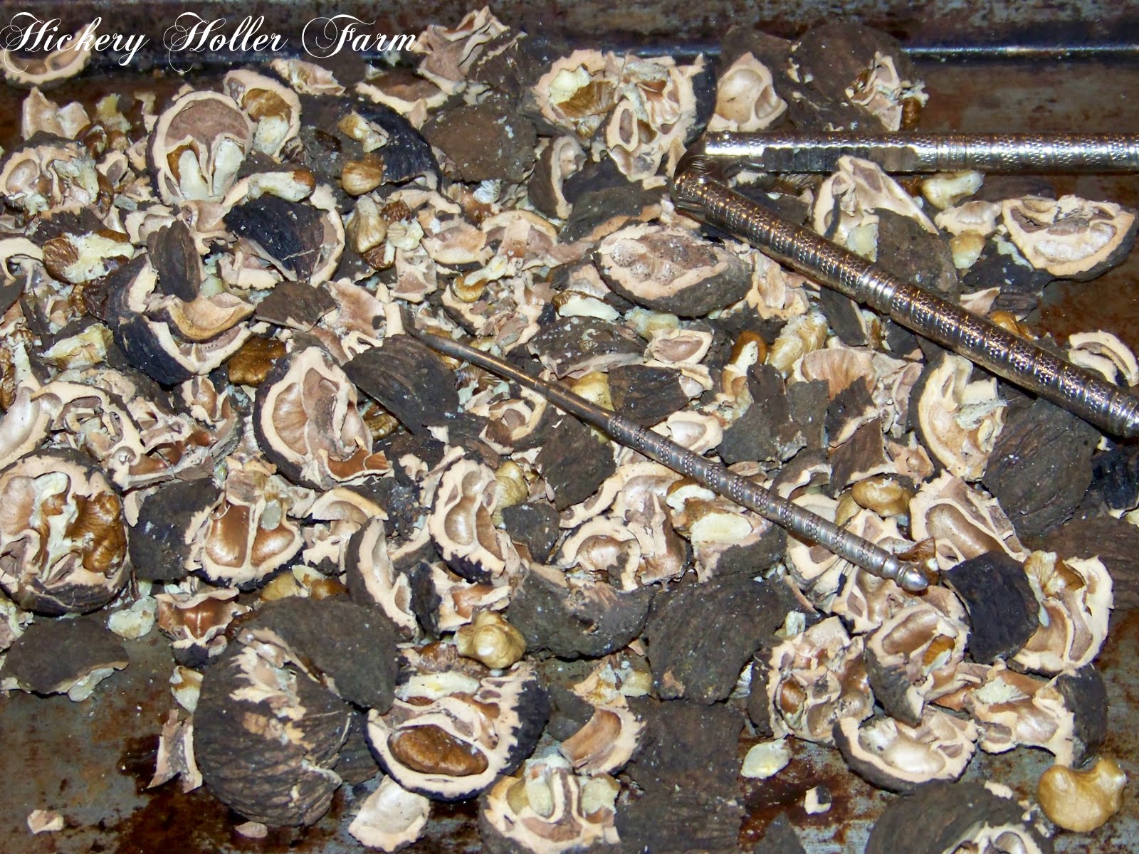 Hickery Holler Farm: Shelling Black Walnuts