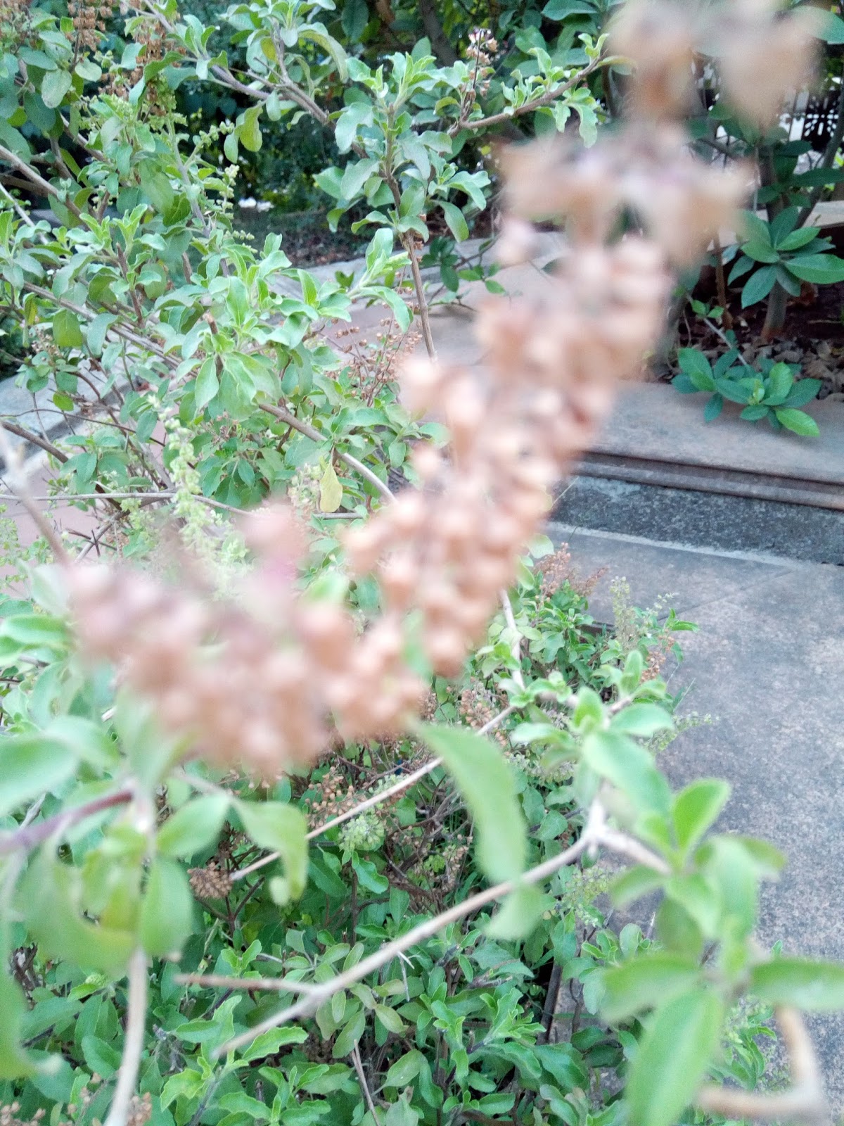 Garden Care Simplified: How to grow Tulsi Holy Basil Plants Simple ...