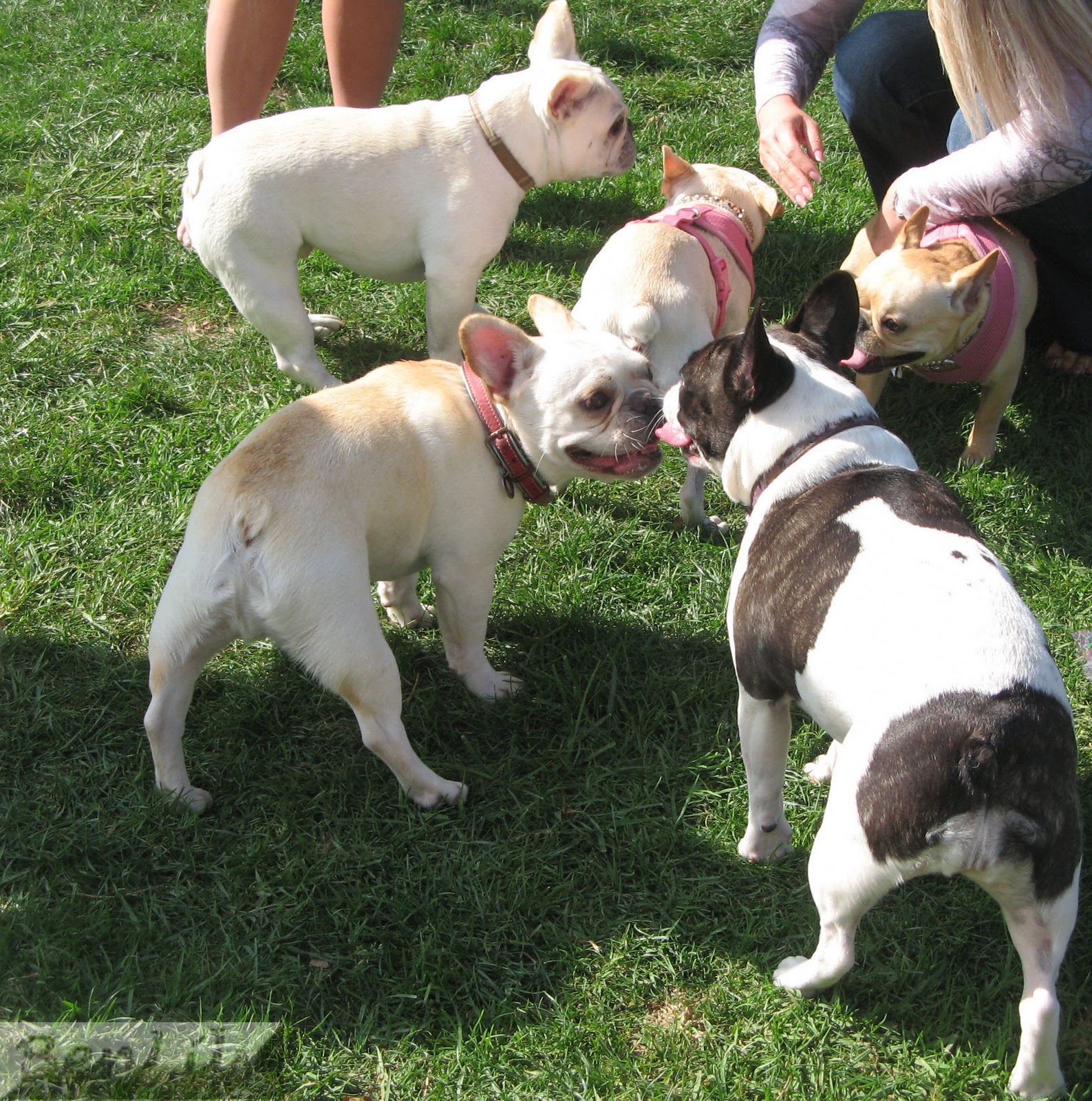 Two French Bulldogs: Fantastic Frenchie Meet Up