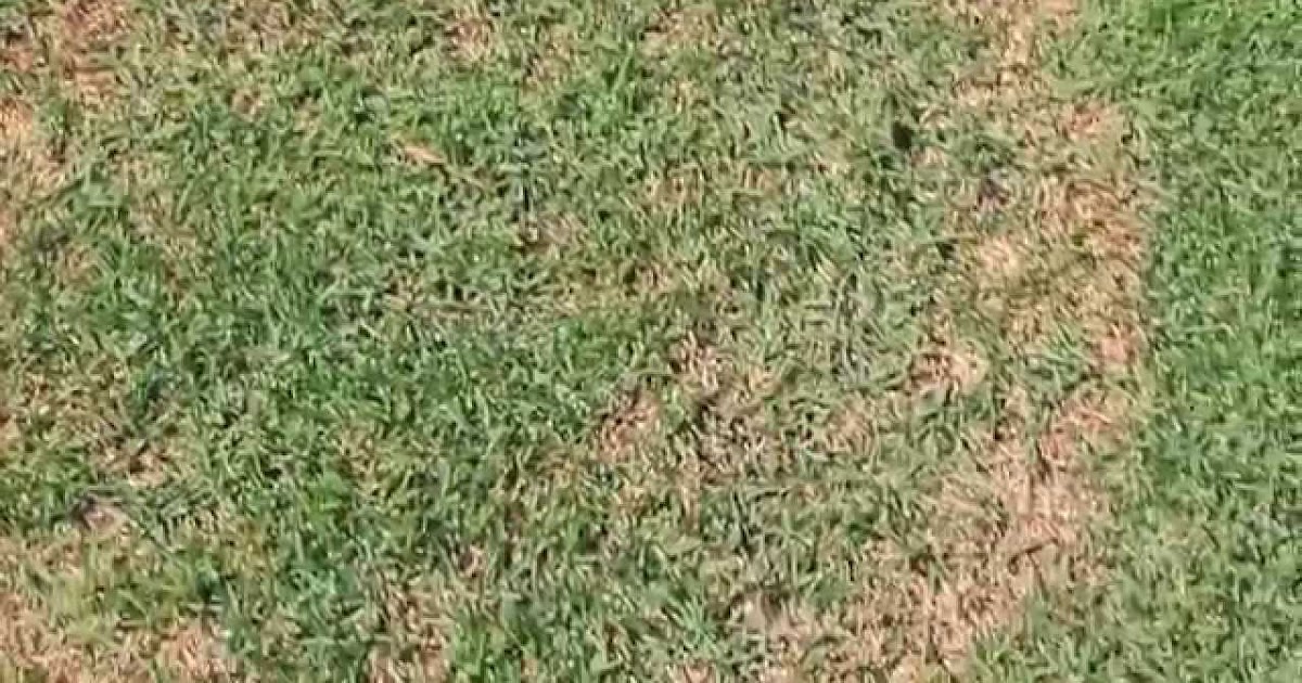 Zoysia Grass Problems - Best Manual Lawn Aerator
