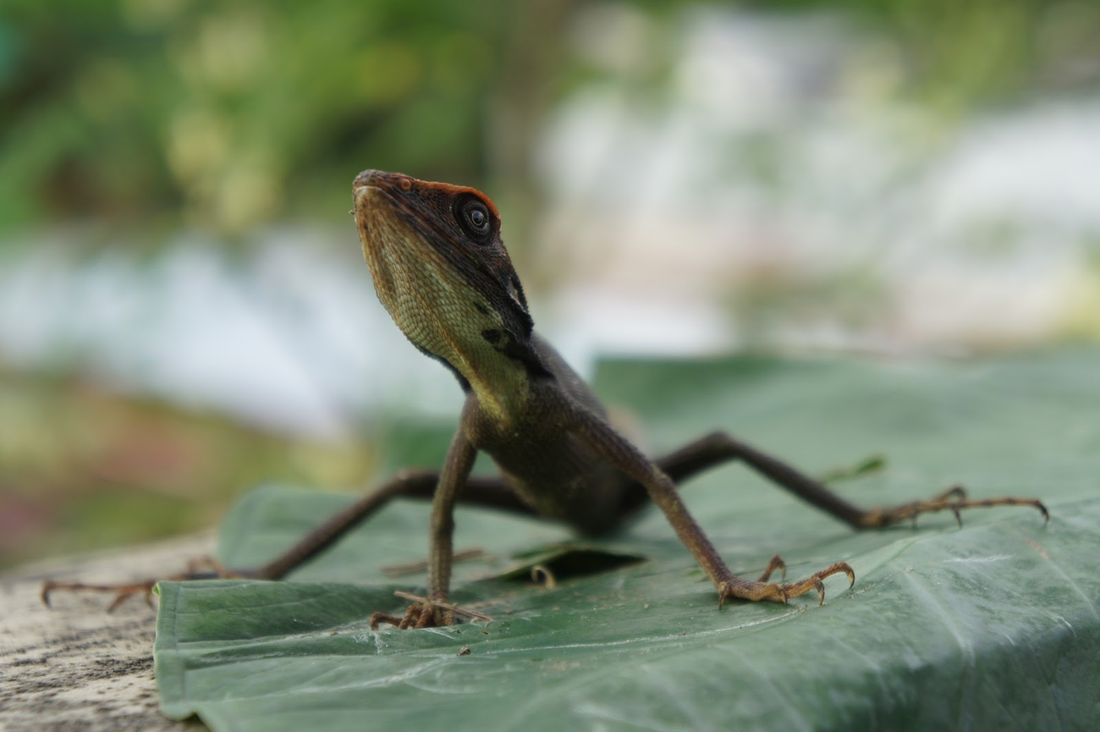 Awesome Bulusan!: Unusual mini iguana in Bulusan