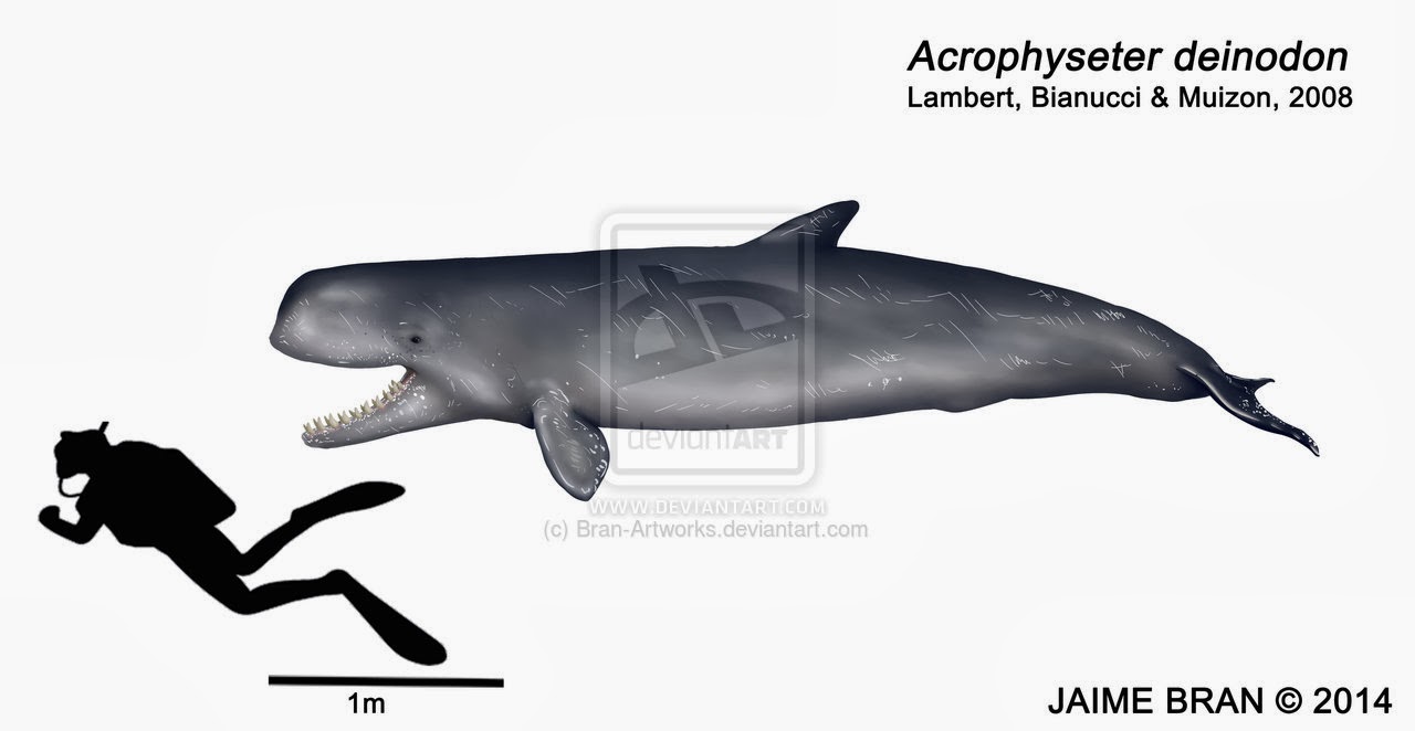 El Pensieve de Dinorider: Acrophyseter deinodon - por Jaime Bran