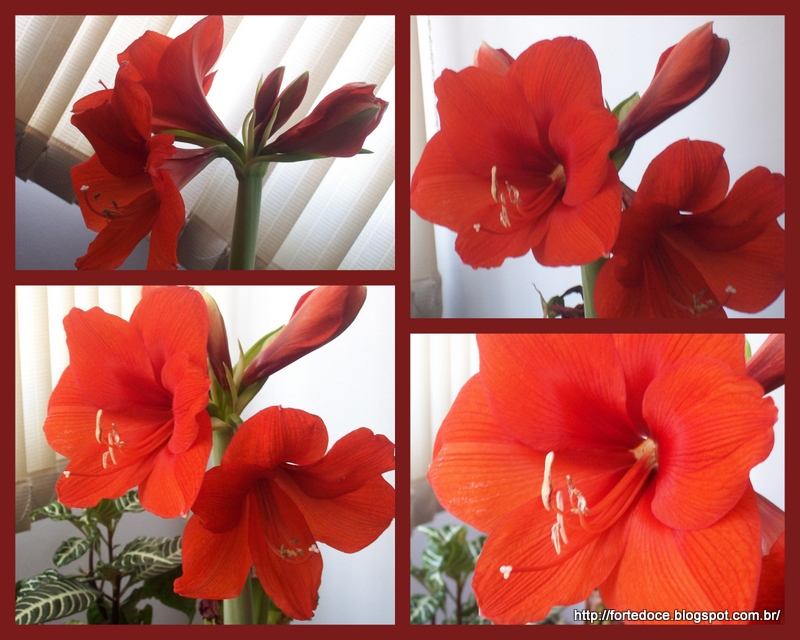 Forte e Doce: Como cuidar de amarílis