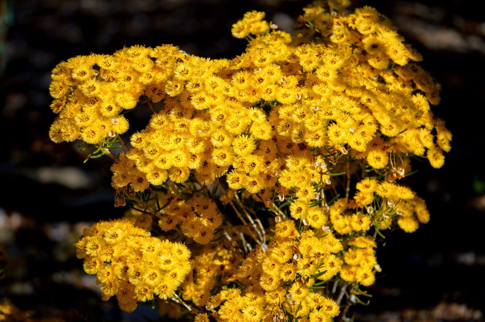 La découverte de l'Australie: La flore australienne...