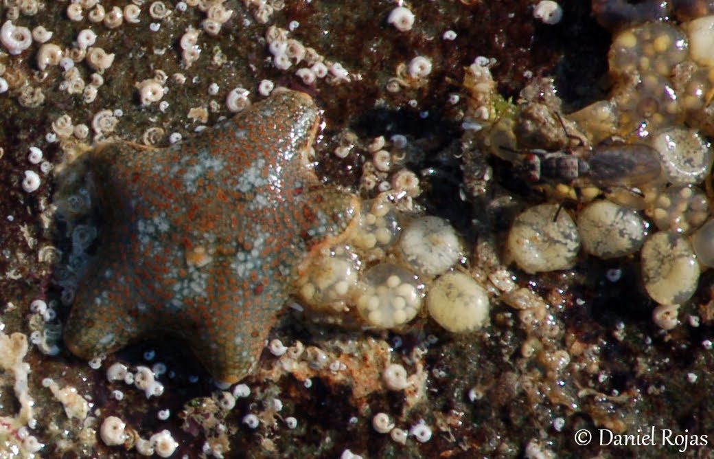 Retales de Gaia: ¿Por qué los insectos no conquistaron el mar?