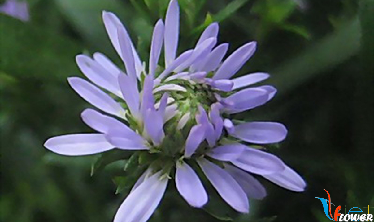 Ý nghĩa hoa cúc - Daisy