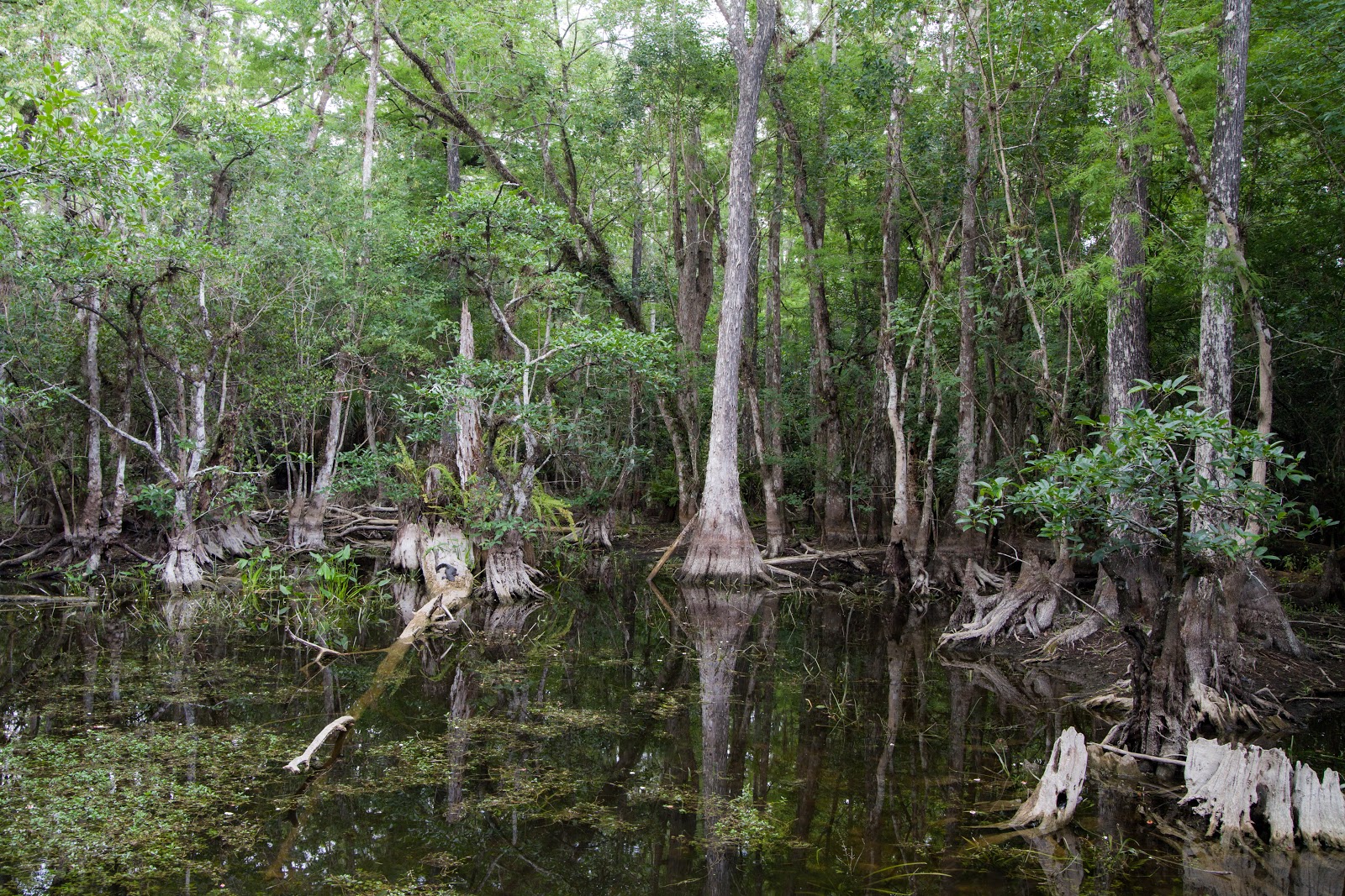 Wet and Wild Swamp Walks in Big Cypress National Preserve - Explore the ...