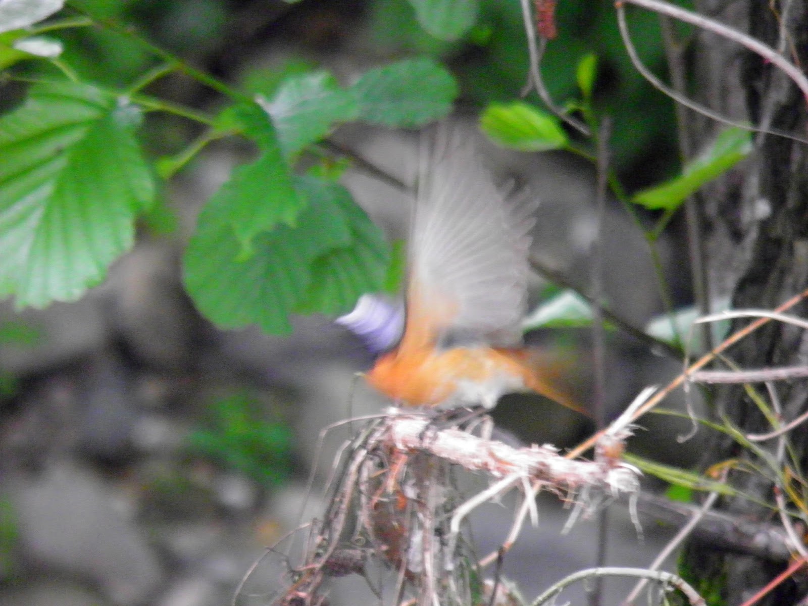 PASARI DIN ROMANIA: CODROS DE PADURE (2), Phoenicurus phoenicurus