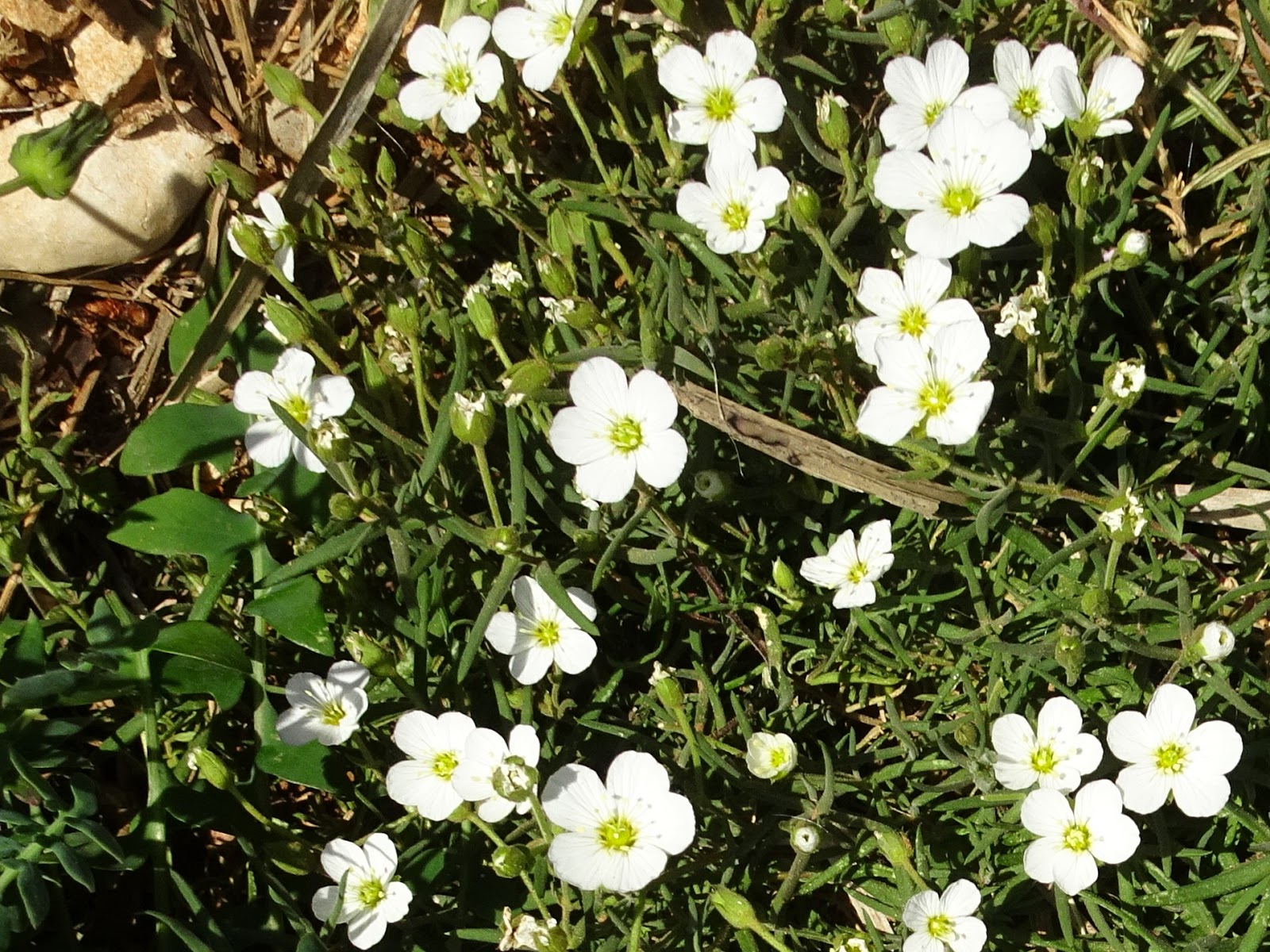HERBARIO VIRTUAL DE BANYERES DE MARIOLA Y ALICANTE: Arenaria valentina ...