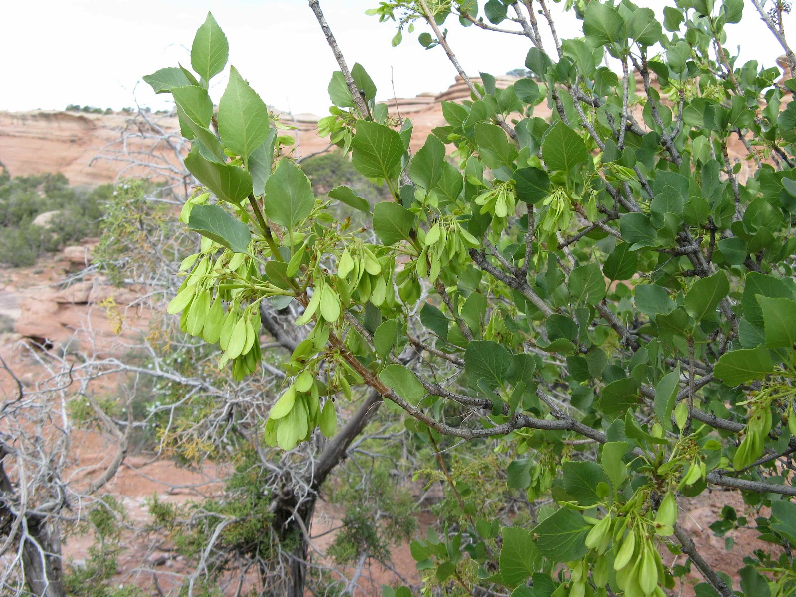 In the Company of Plants and Rocks: High Desert Trees