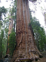 Vancouver Island Big Trees: Largest Tree In Victoria, BC Is A Giant Sequoia