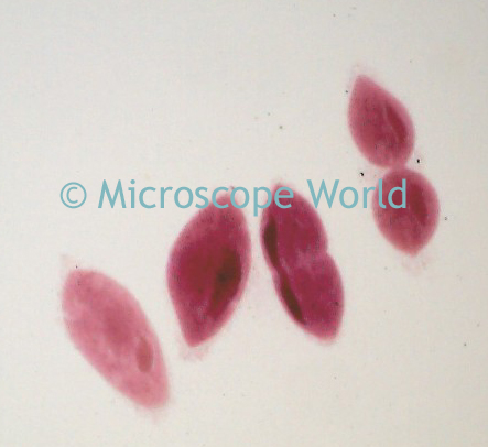 Microscope World Blog: Paramecium Fission