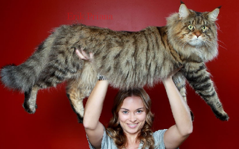 Ciri-ciri Khas dan Sifat Kucing Maine Coon - Tips And Trick Merawat ...