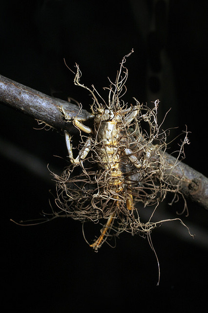 Real Monstrosities: Cordyceps