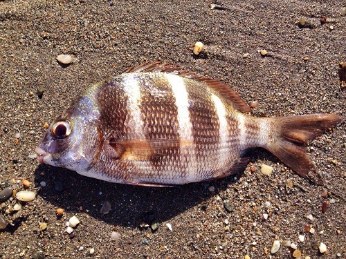 Biodiversidad Costa Granadina y ... (Fauna): Sargo real, sargo imperial ...
