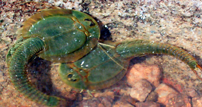 7 Hewan Prasejarah Paling Menakutkan Yang Masih Ada Hingga Saat Ini ...