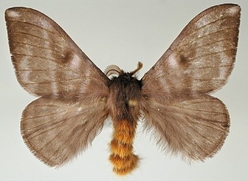 BREA VENENOS: -Hylesia metabus (Palometa peluda)