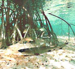 Importance of Coral Reefs and Mangroves