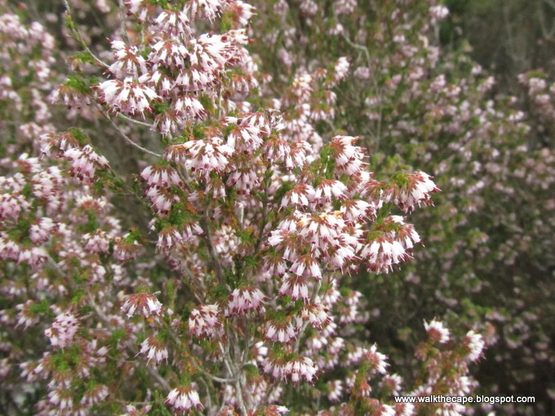 Walking the Cape: Back to the Silvermine River Walk