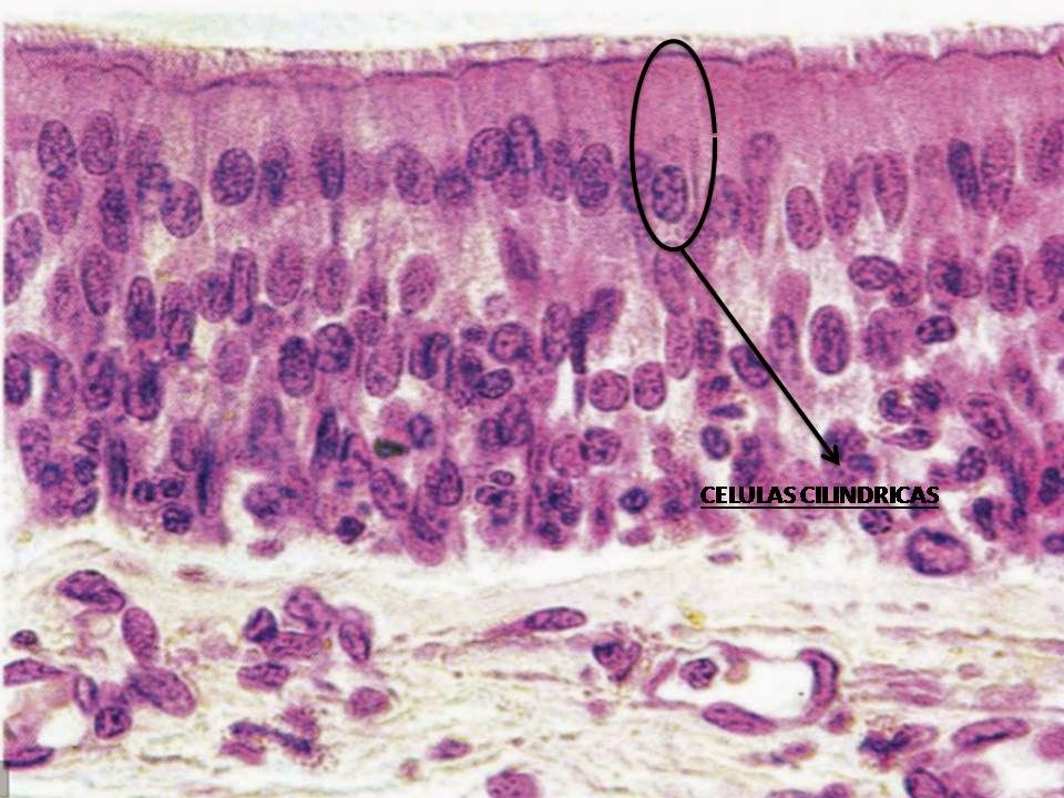 Morfofisiologia1 : HISTOLOGÍA