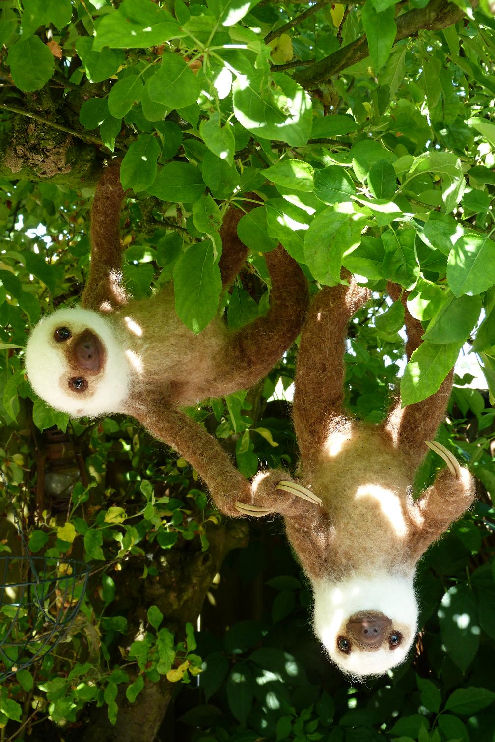 Pip's poppies: The cutest Sloths