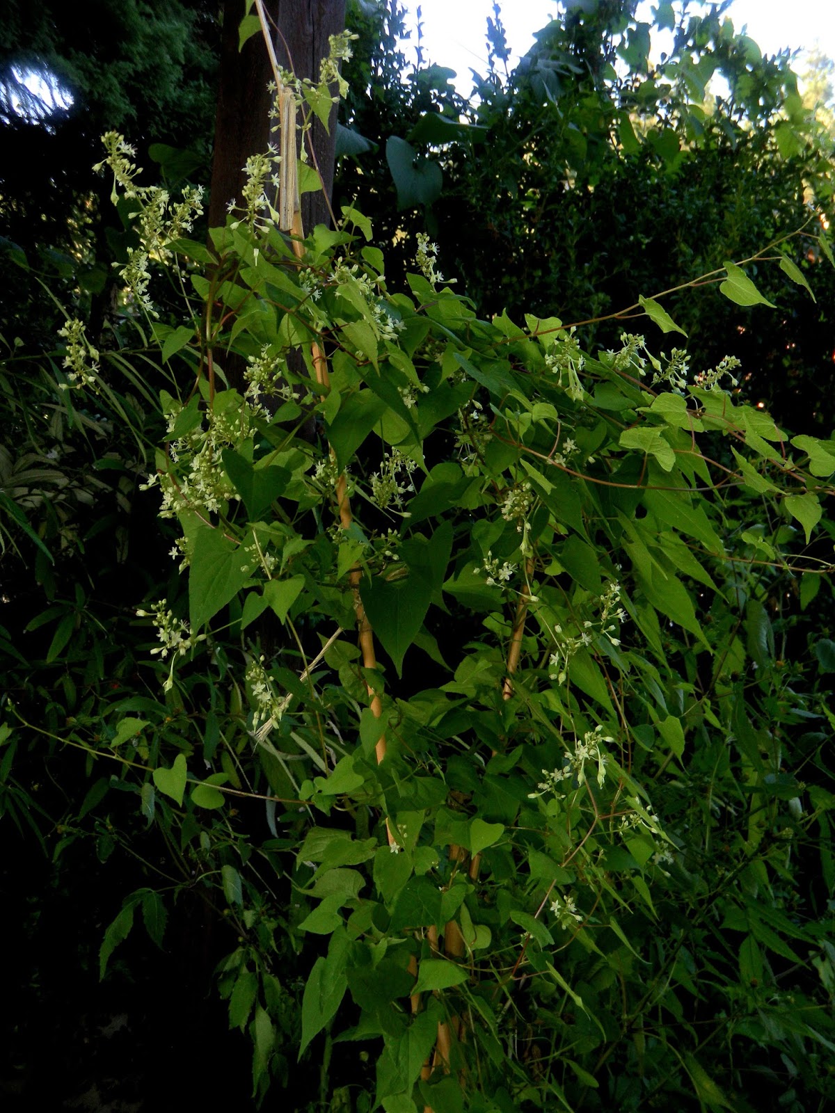 Scirpidiella's Plants: Tuberous Hardy Climbing Buckwheat (Fagopyrum ...