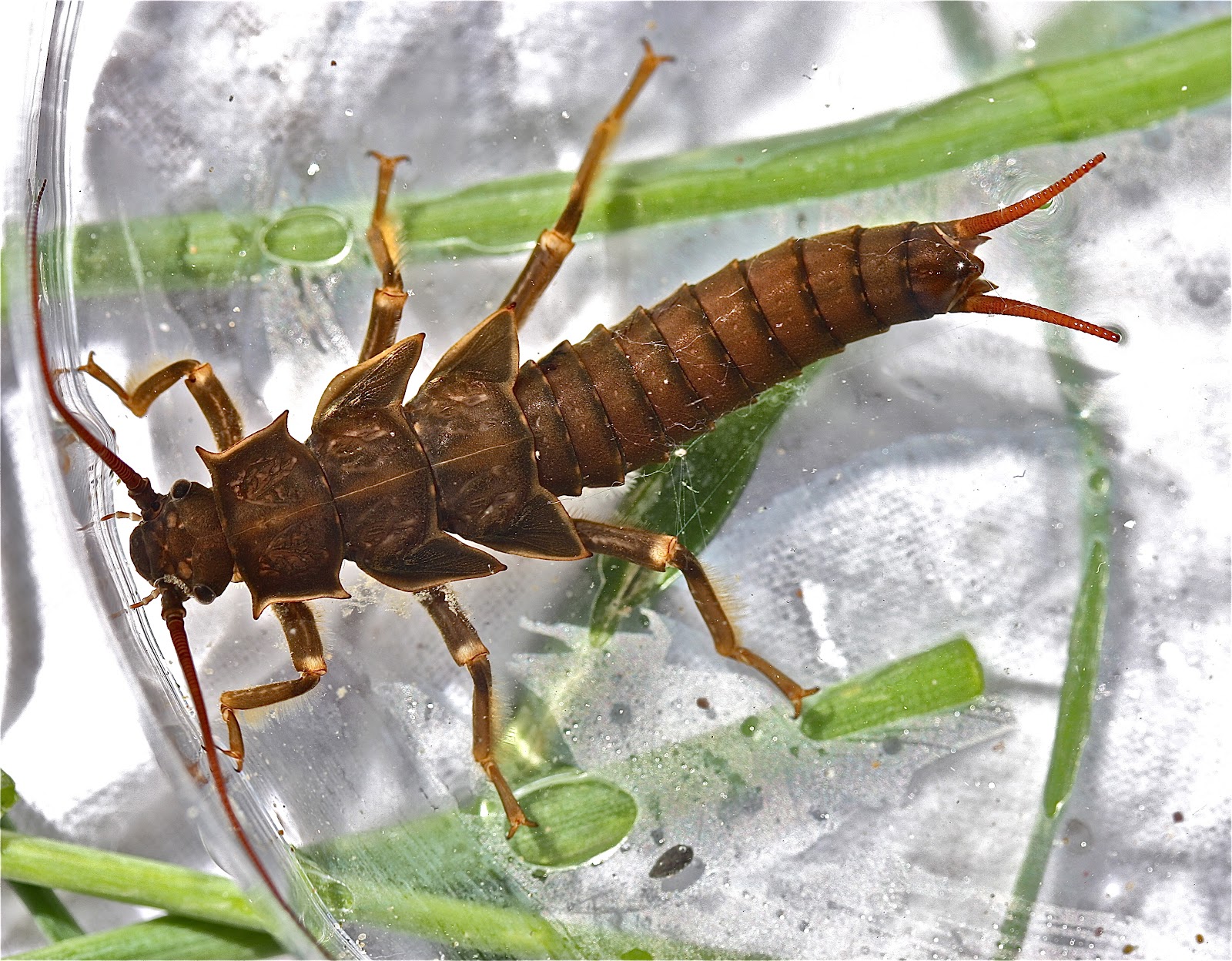 Aquatic Insects of Central Virginia: A Montana Sampler