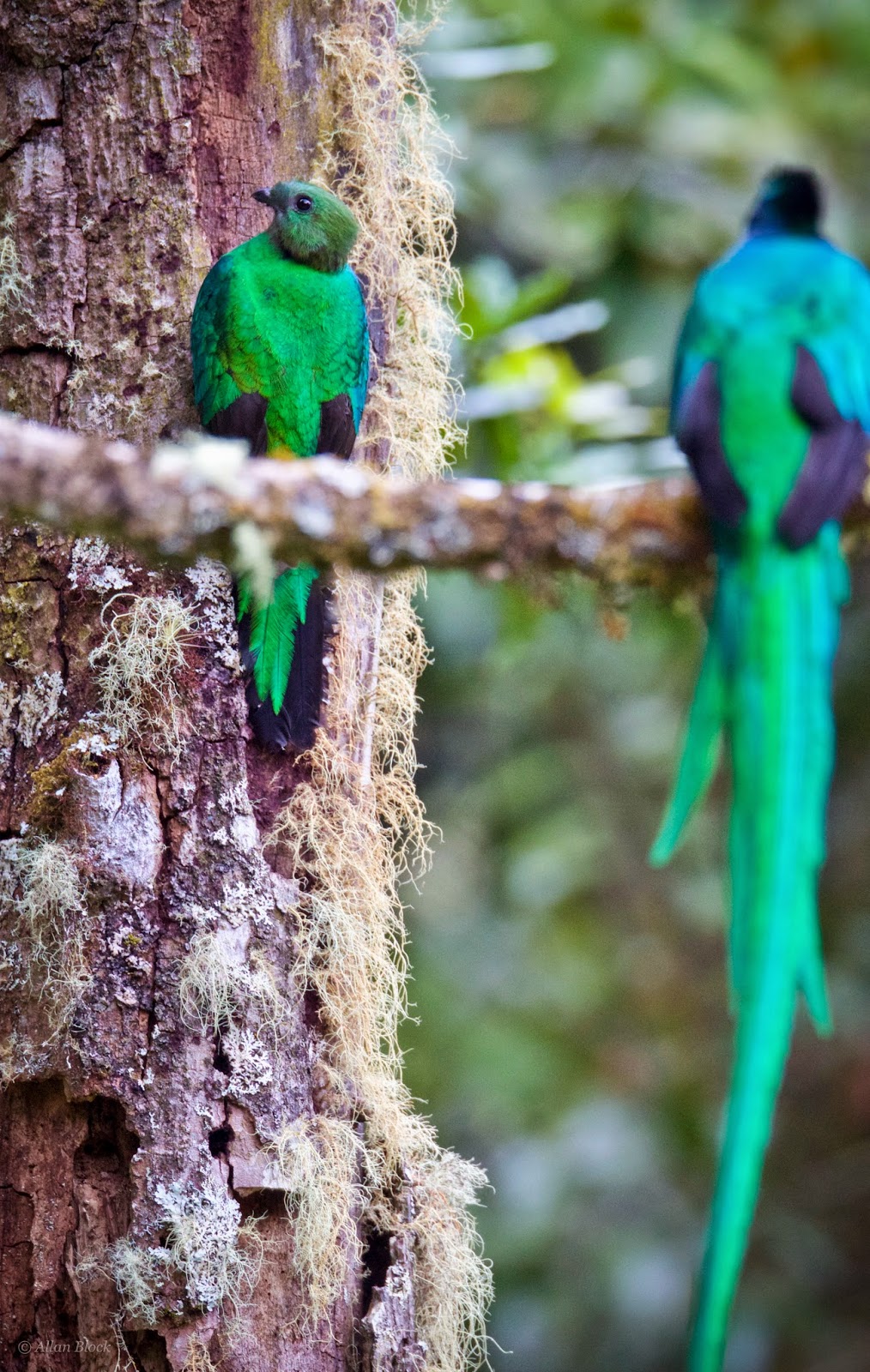 Female Quetzal Bird