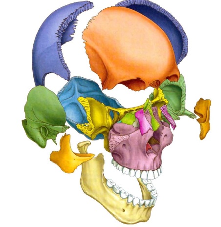 Osteología Cabeza - Kinesiología para Estudiantes