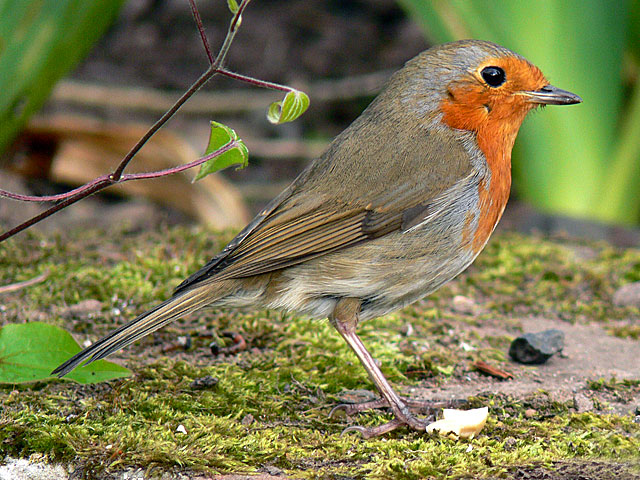 Białogard w moich oczach.: Ptaszki