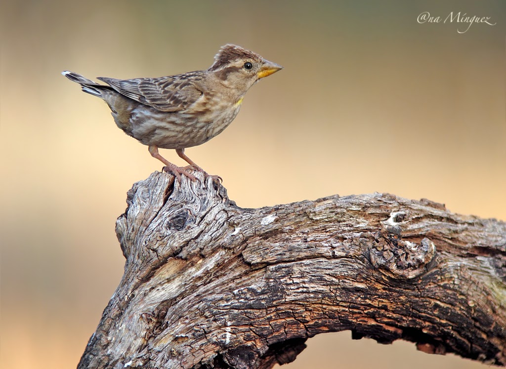 NATURANAFOTOS: octubre 2013