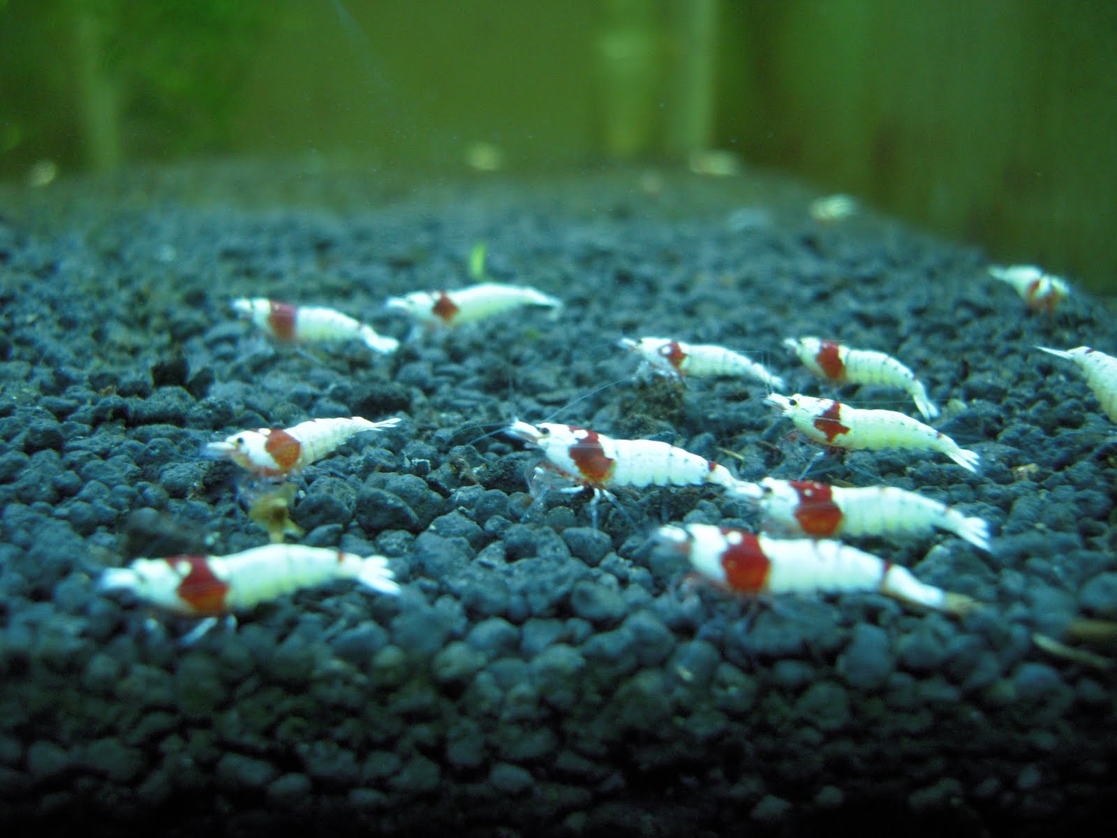 Japanese Ebiten Pure Blood Line Crystal Red Shrimp:Cherry Shrimp