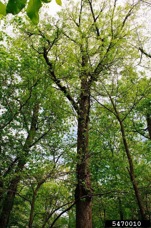 Meet A Tree The American Basswood Tilia Americana