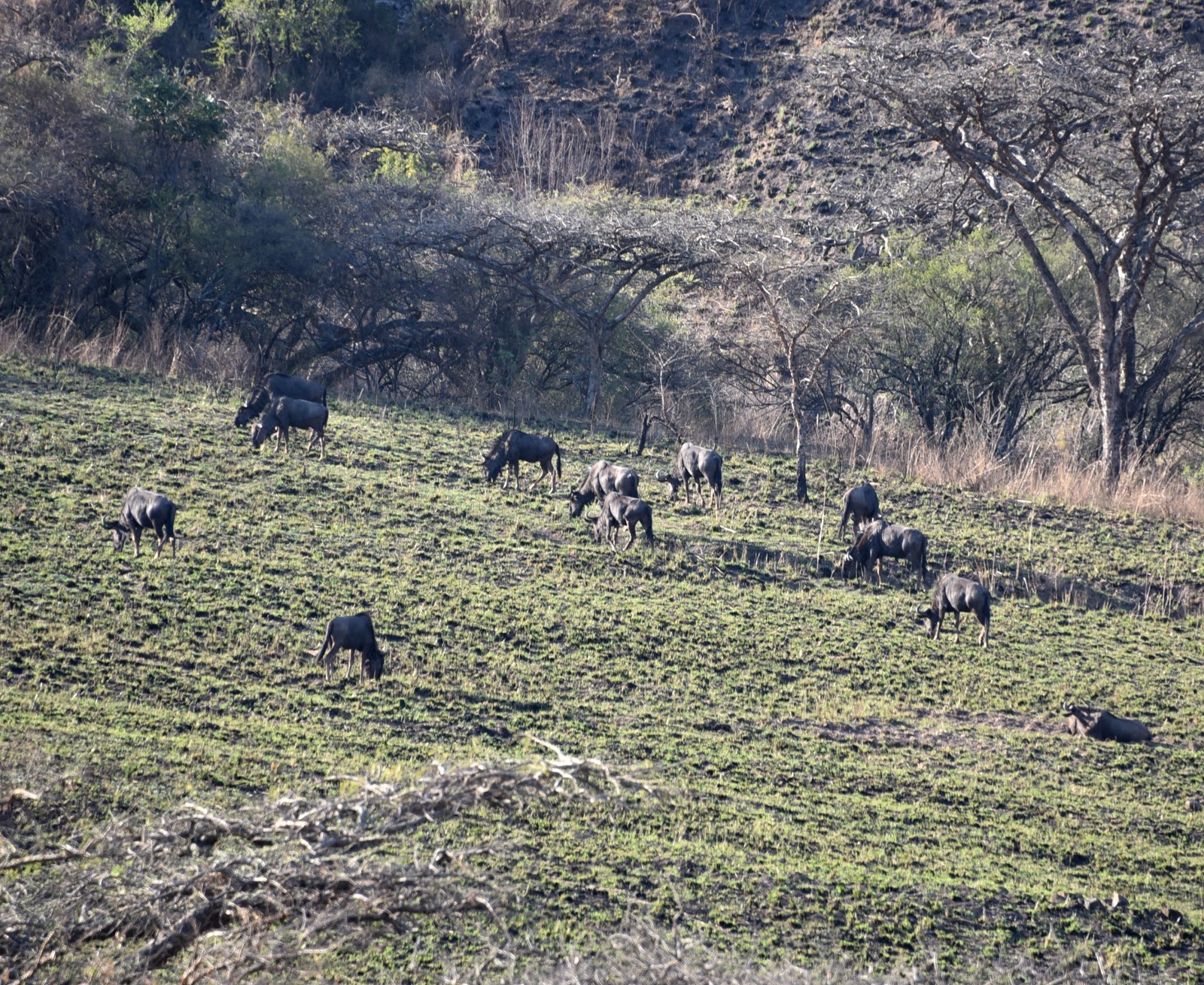 South Africa Durban Mission: Animals