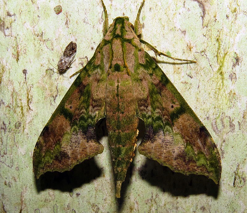 Birdernaturalist: Some Sphinx Moths of Costa Rica