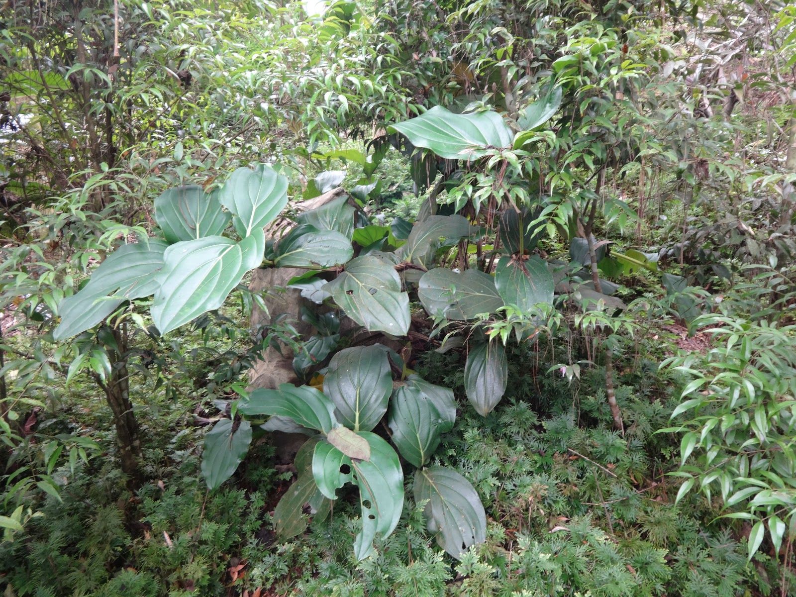 Herbs from Distant Lands: Medinilla magnifica, Medinilla pendula ...