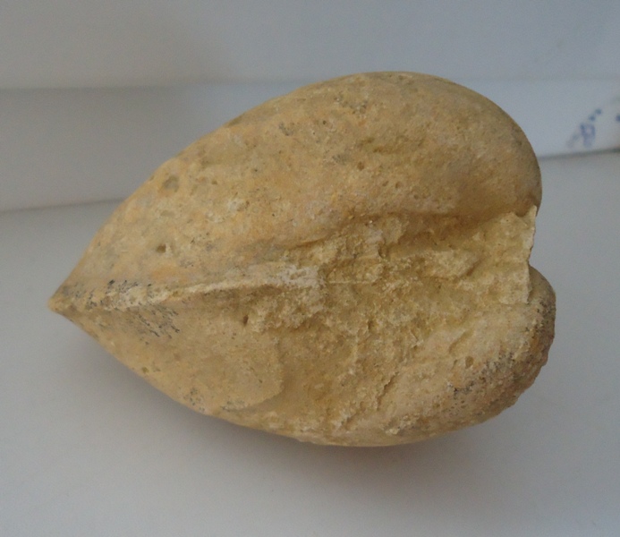 Fossils & Antiques: Fossil Sea Shell Mussel