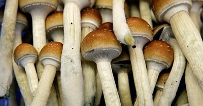 Top 10 Poisonous Foods We Love To Eat - INNOVATIVE INFORMATION.