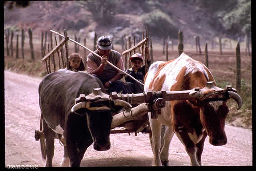 El Rincón del Rocio: BAJO EL YUGO