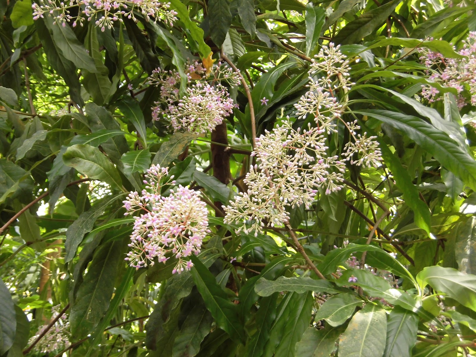 60歳で無職の優雅な日々: アルディシア・ピラミダリス Ardisia pyramidalis