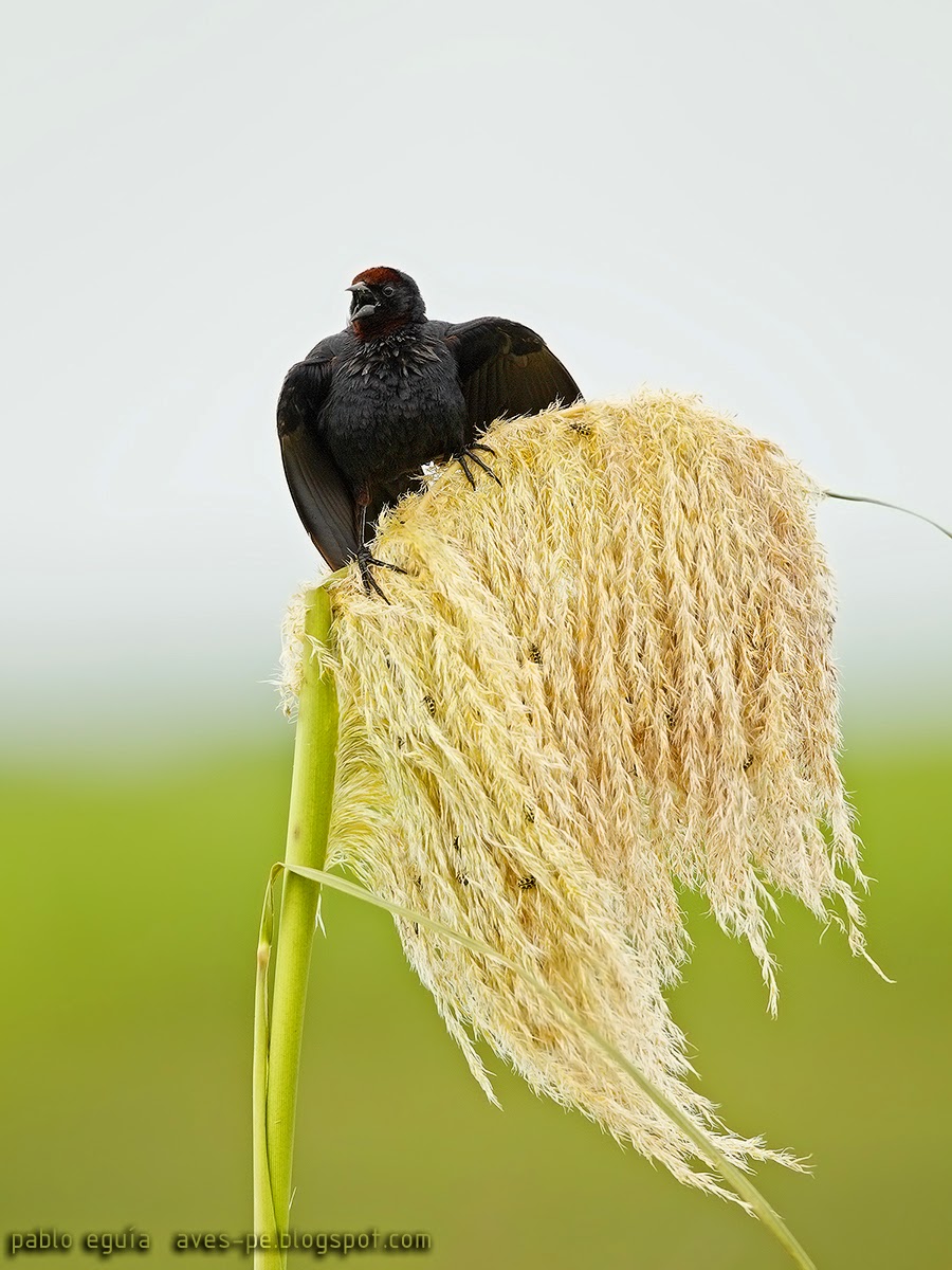 mis fotos de aves: Chrysomus ruficapillus Varillero Congo Chestnut ...