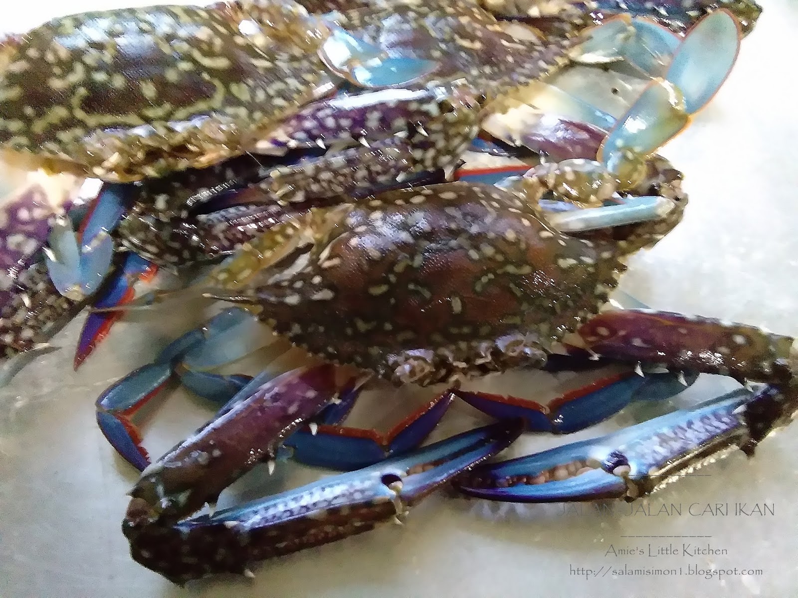 Kenali Jantina Ketam Renjong @ Ketam Bunga - Amie's Little Kitchen