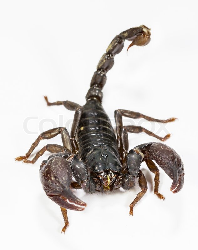 ENSIO OLUT : HOROSKOOPPI, ODOTETTAVISSA JUHANNUKSEEN ASTI