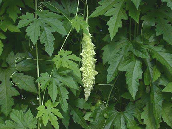 Manfaat Daun Pare Untuk Mengencangkan Panyudara | Manfaat