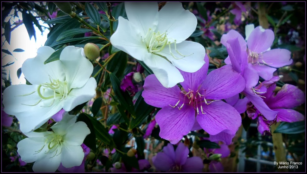 Meu Cantinho Verde: MANACÁ-DA-SERRA - ( Tibouchina mutabilis )