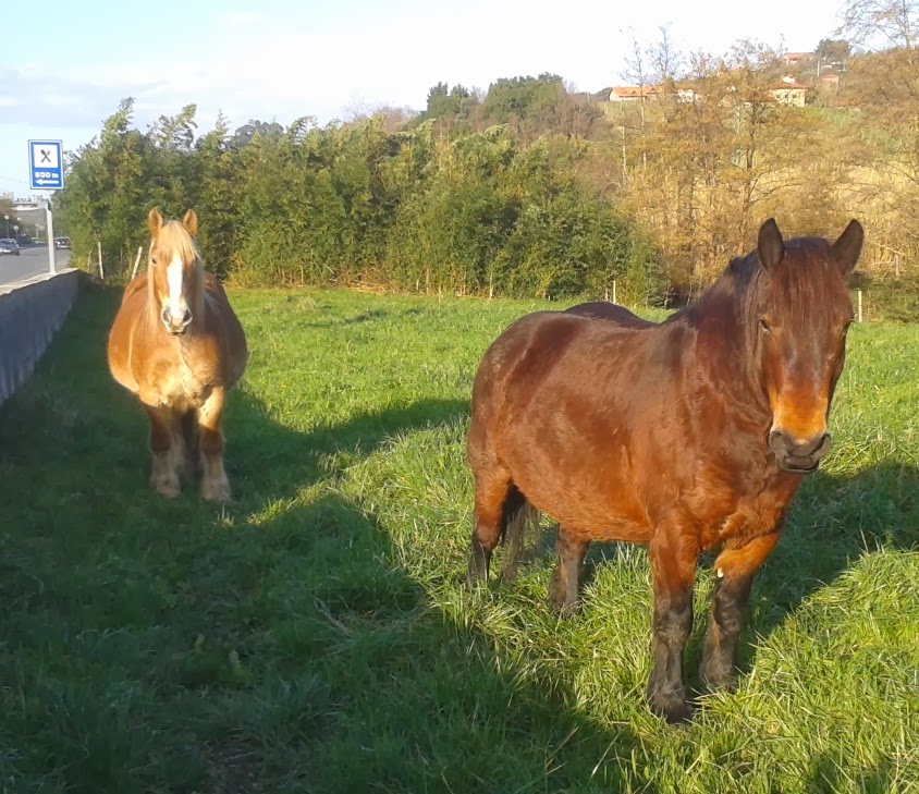 Euskal Herriko Mendiko Zaldia: 02/28/14