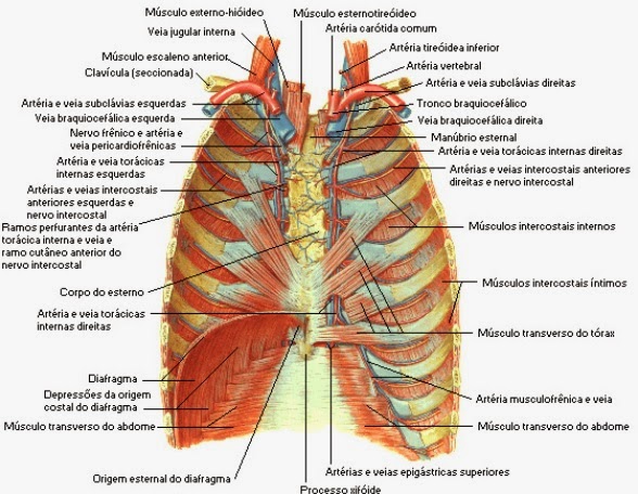 Anatomia do Tórax e Abdômen : Tórax