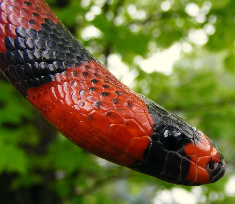 Our Beautiful World: Beautiful red snakes