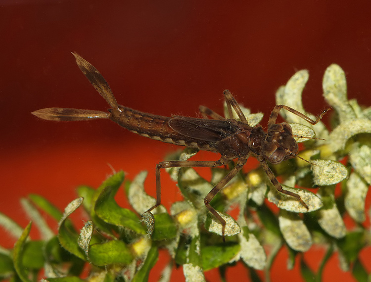 Kent Dragonflies: The Large Red Damselfly Nymph